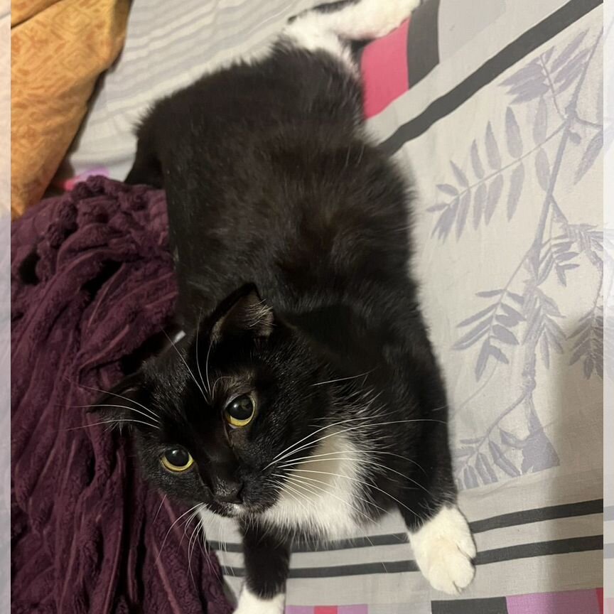 Шотландская вислоухая длинношёрстная, взрослая кошка