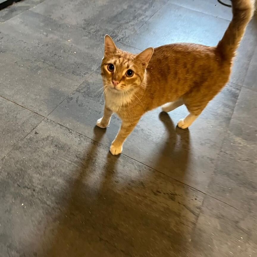 Кот в добрые руки