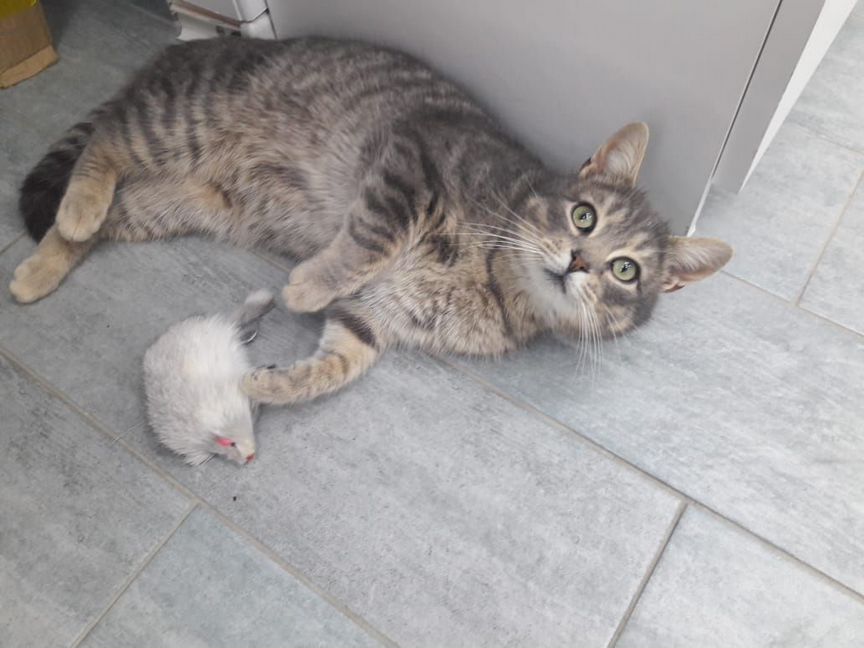 Дымчатый котик