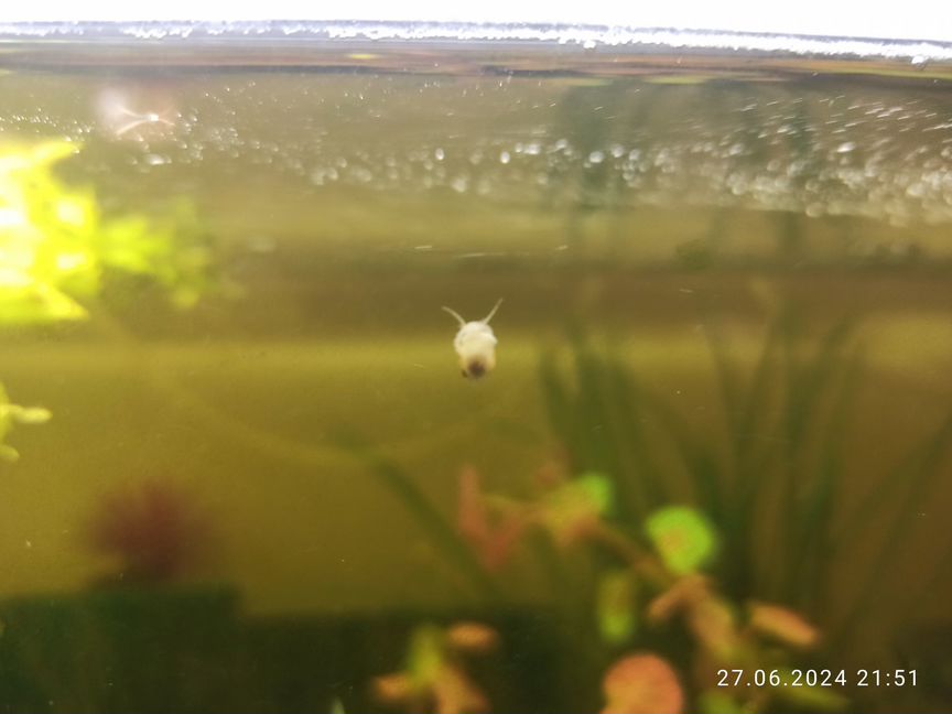 Улитки (аквариумные ампулярии, маленькие)