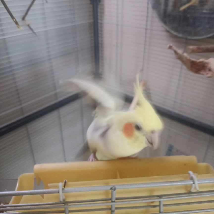 Григорий попгай