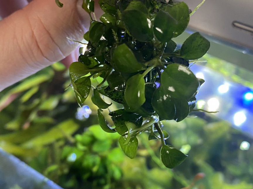 Анубиас Нана