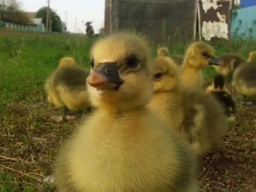 Гуси, гусята всех возрастов, яйца. Доставка