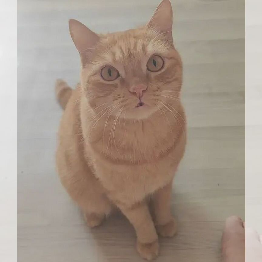 Взрослый кот в добрые руки