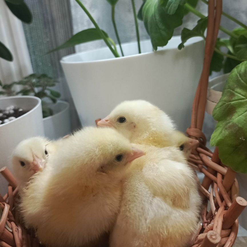 Цыплята бройлеры