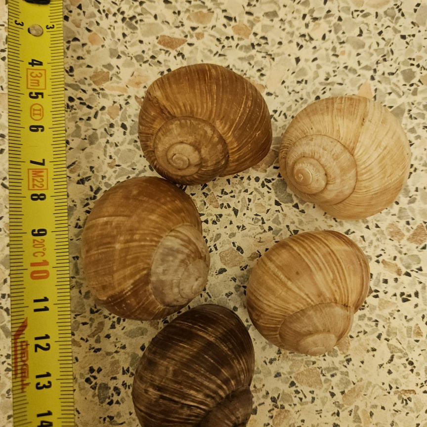 Панцирь виноградных улиток