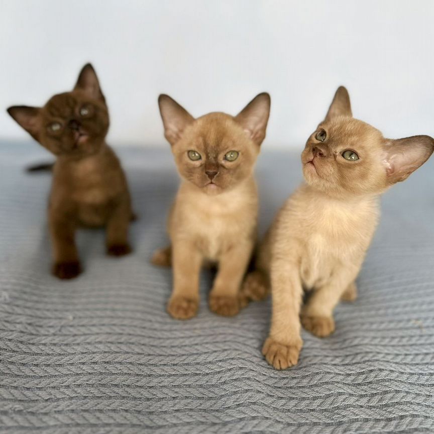 Котята европейской Бурмы