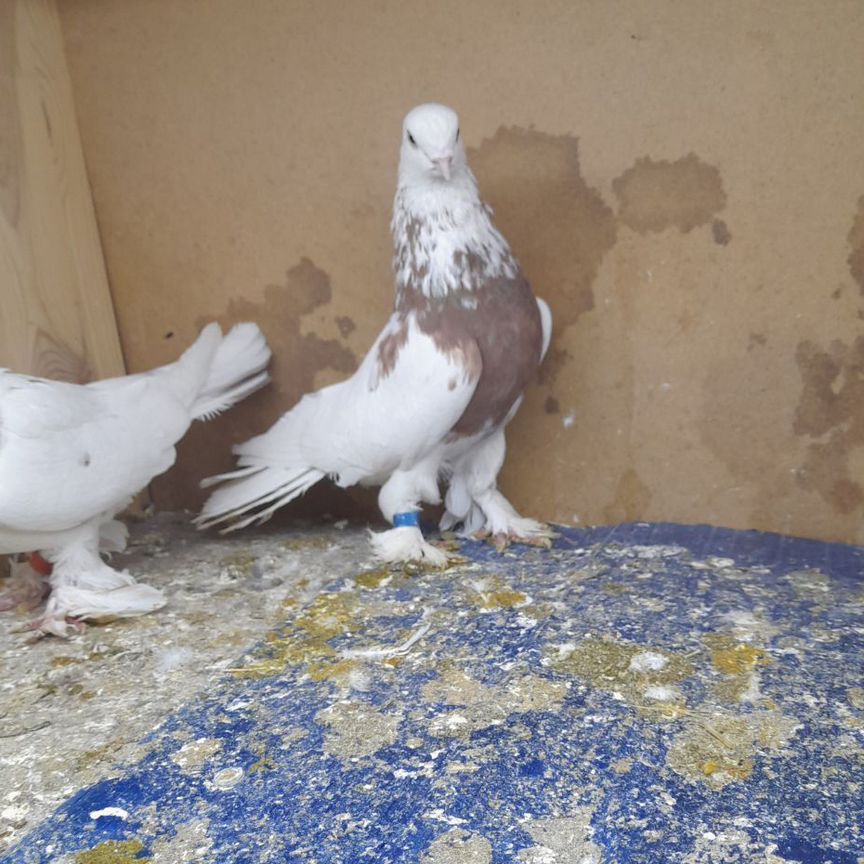 Голуби узбекские бойные