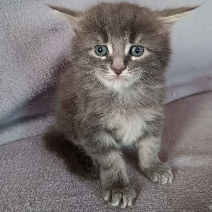 Мейн-кун котёнок