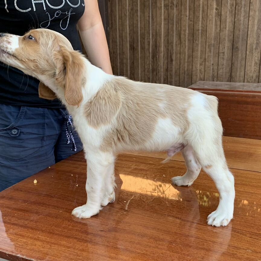 Бретонский эпаньоль щенки