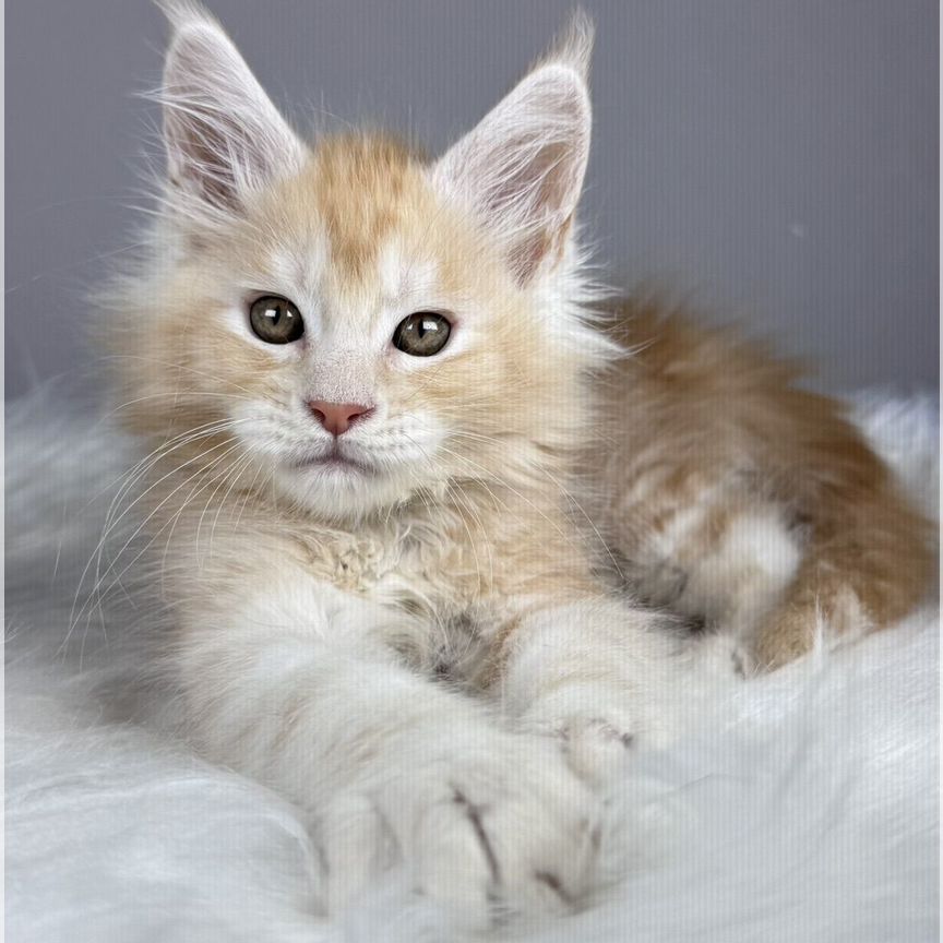 Мейн-кун котёнок