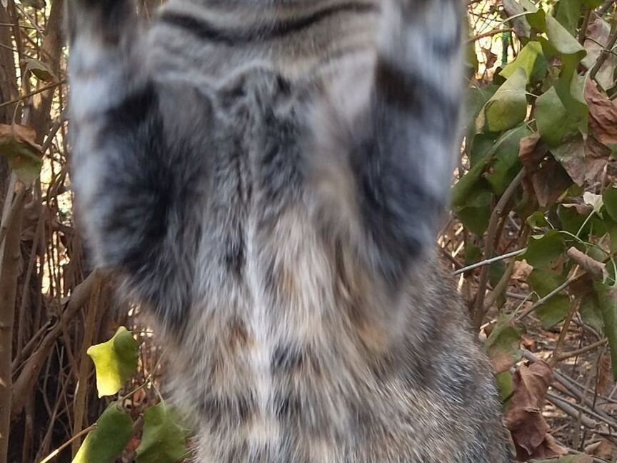 Кошечка Девочка в опасности