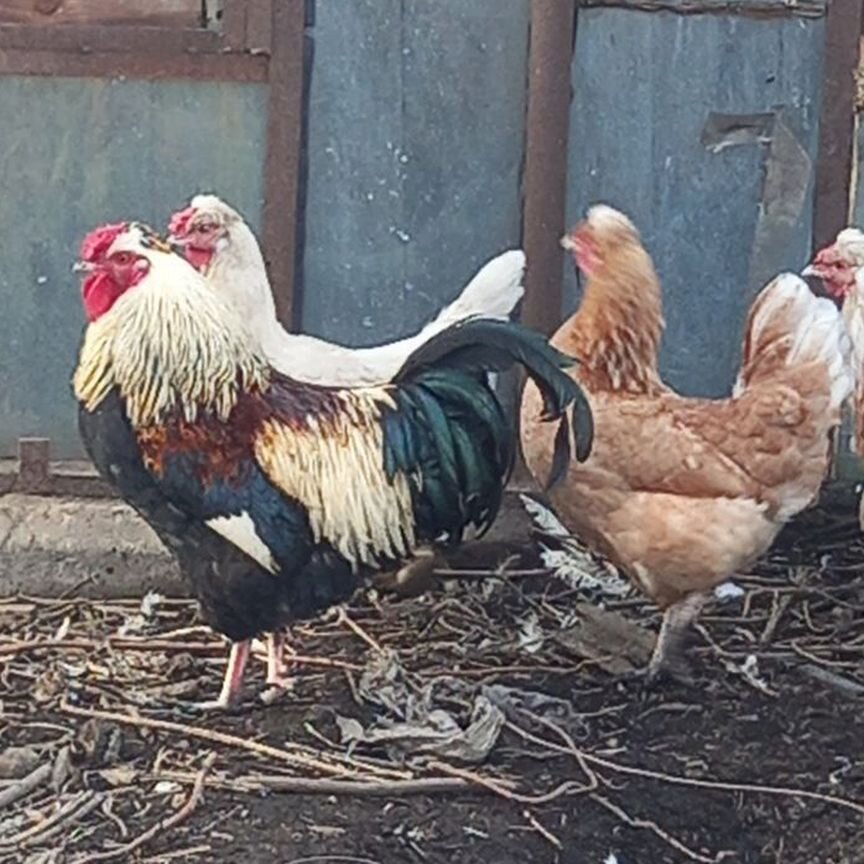 Молодой петух