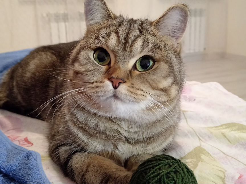 Кошки в добрые руки бесплатно