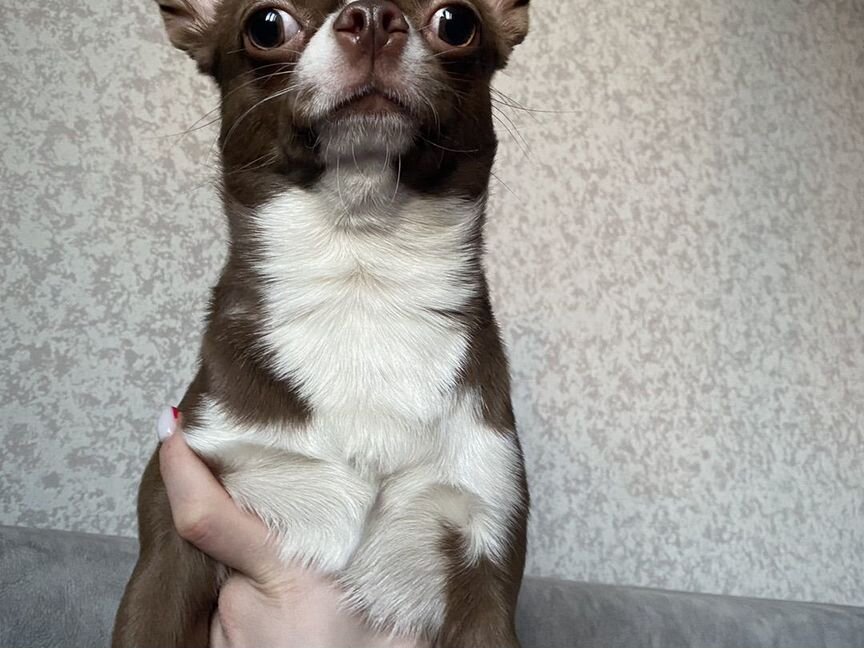 Вязка чихуахуа мальчик