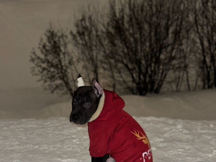 Кобинезон для собак с оленем Petmax 2XL