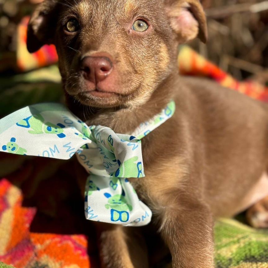 Кутята в самые добрые руки