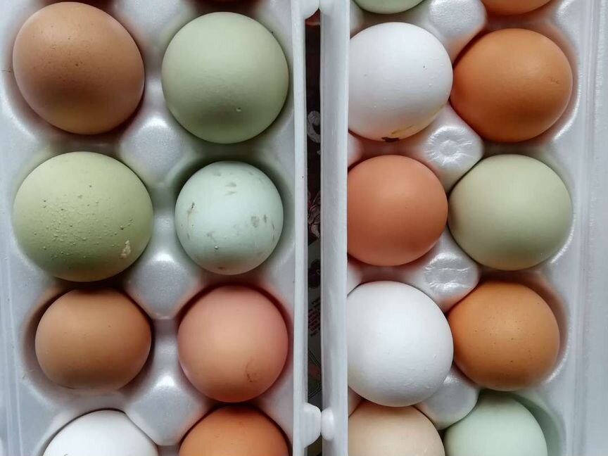 Инкубационное яйцо кур разной породы