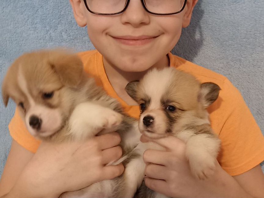 Щенки вельш-корги пемброк