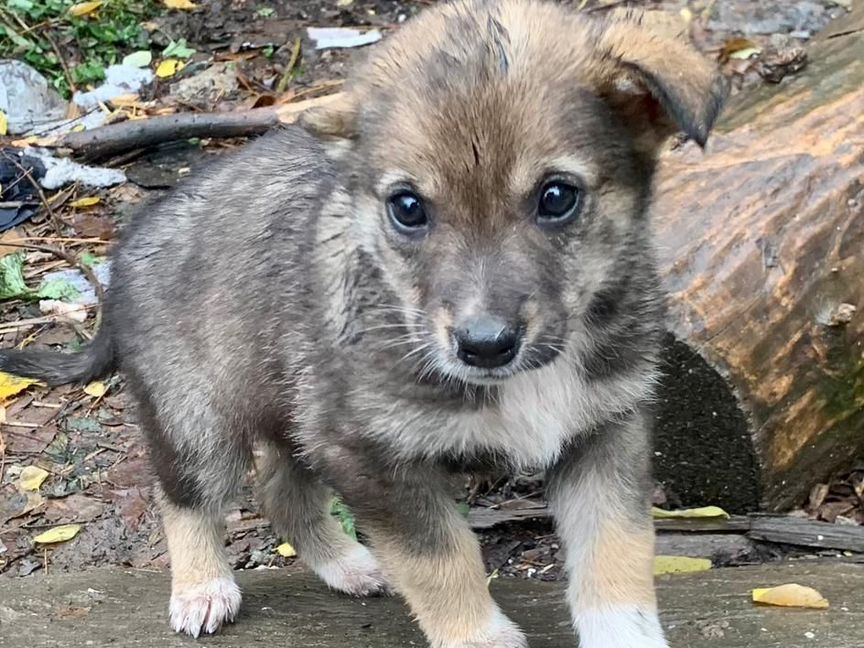 Нашли щенка, девочка в добрые руки