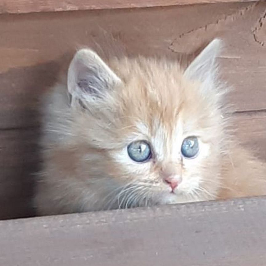 Котёнок в добрые руки