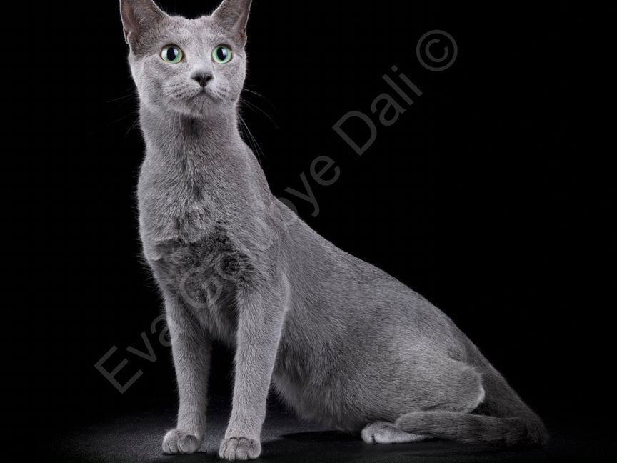 Породистые котята Русская голубая