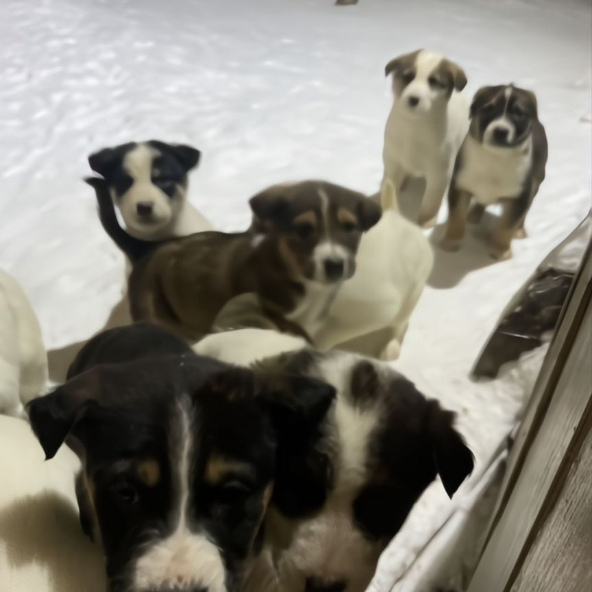 Джек-рассел-терьер, щенок