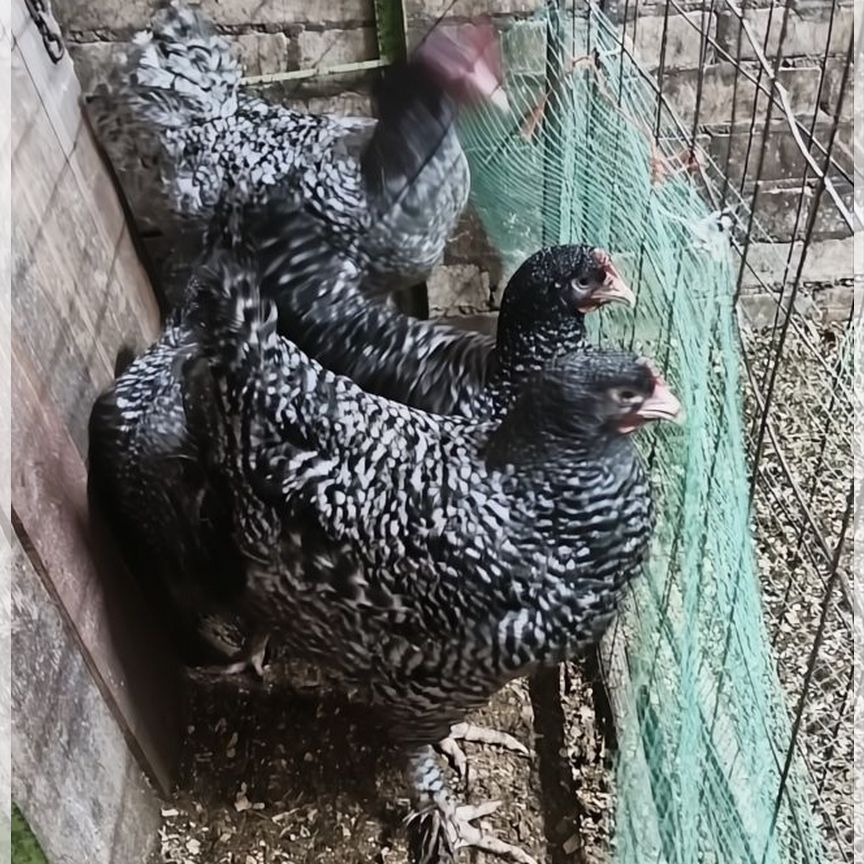 Мехеленская кукушка семья