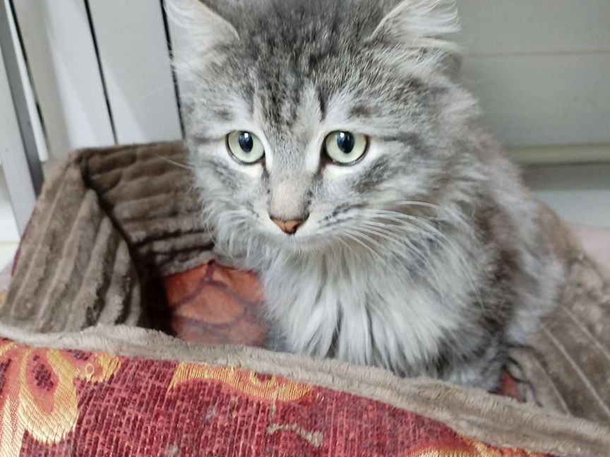 Чудо котик в добрые руки