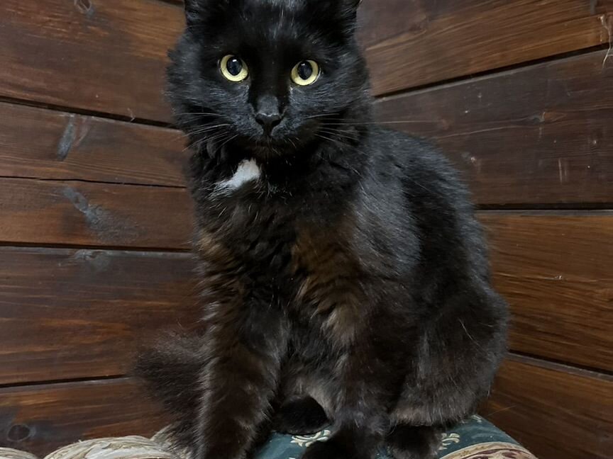 Красавица Шери, в поиске дома