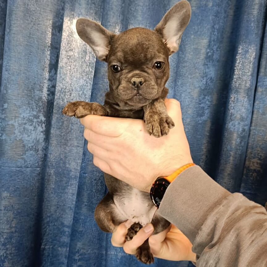 Французский бульдог, щенок