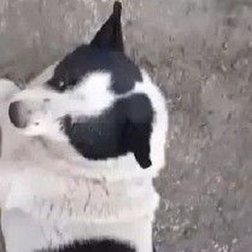 Собака
