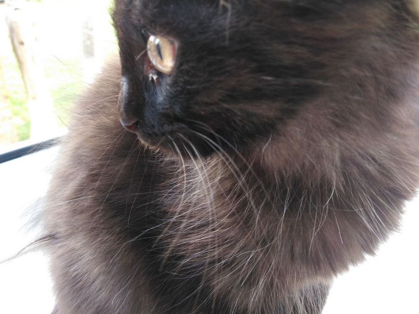 Кошка