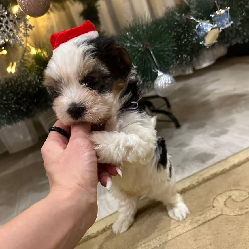 Бивер-йоркширский терьер, щенок