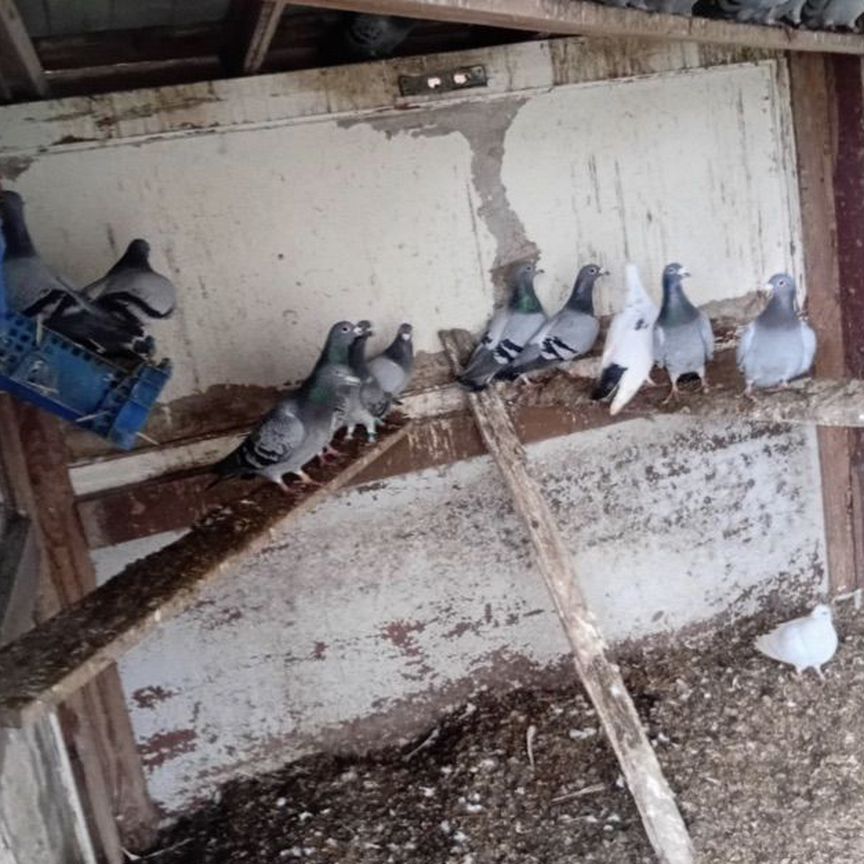 Продажа голубей