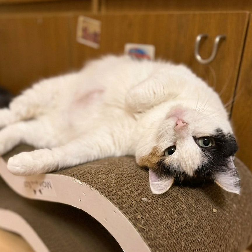 Взрослая, кошка в добрые руки