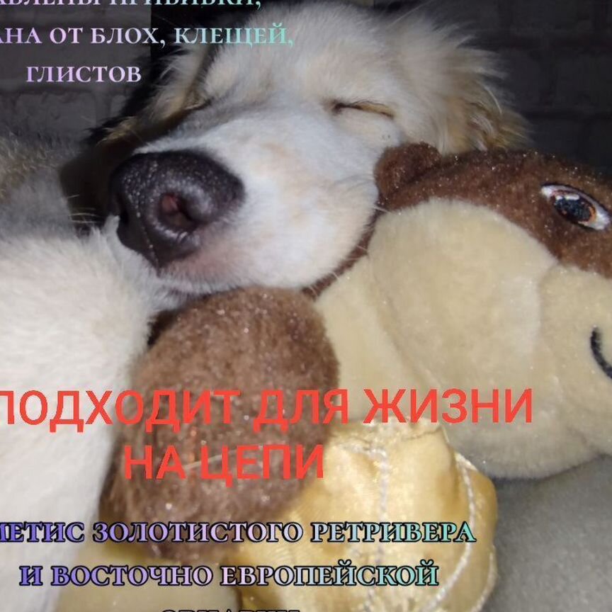 Щенок в добрые руки