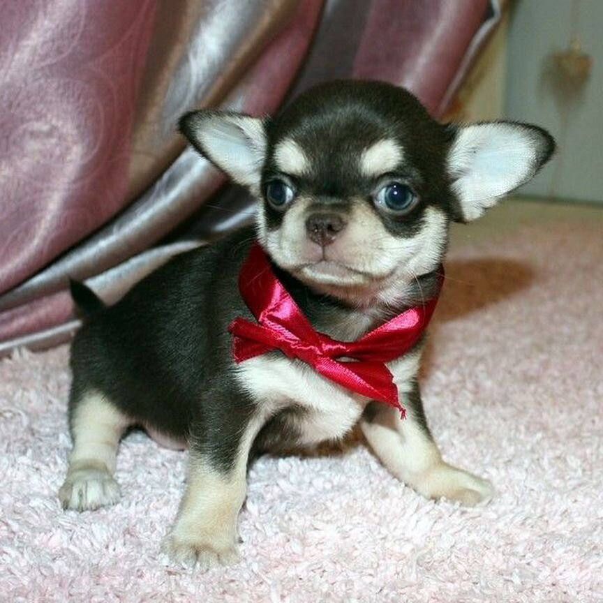 Чихуахуа красивые, курносые щенки