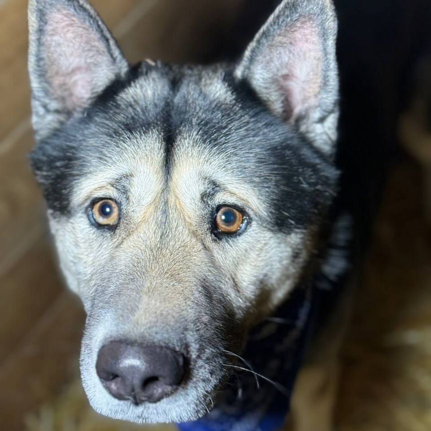 Собака в добрые руки