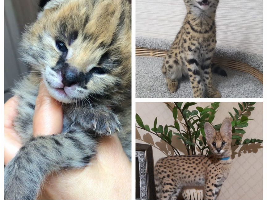 Саванна котята ручные