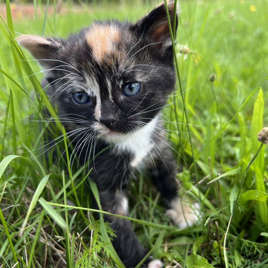 Отдам котенка в добрые руки бесплатно
