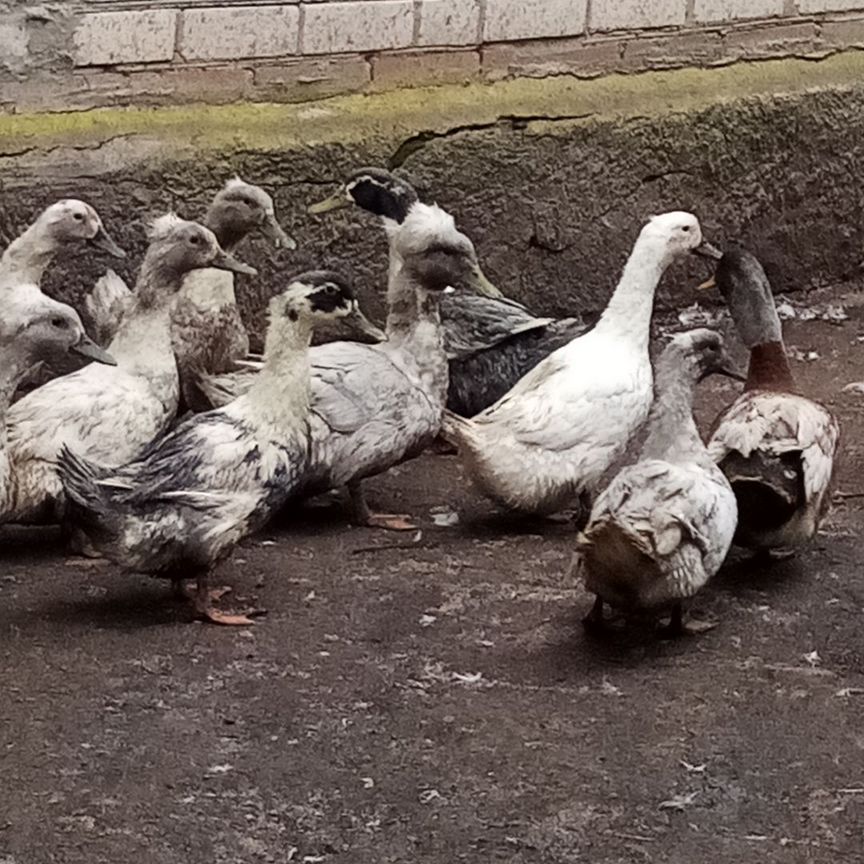 Утки голубой фаворит