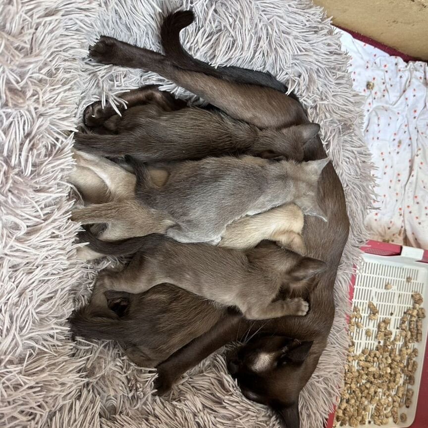Бурманские котята