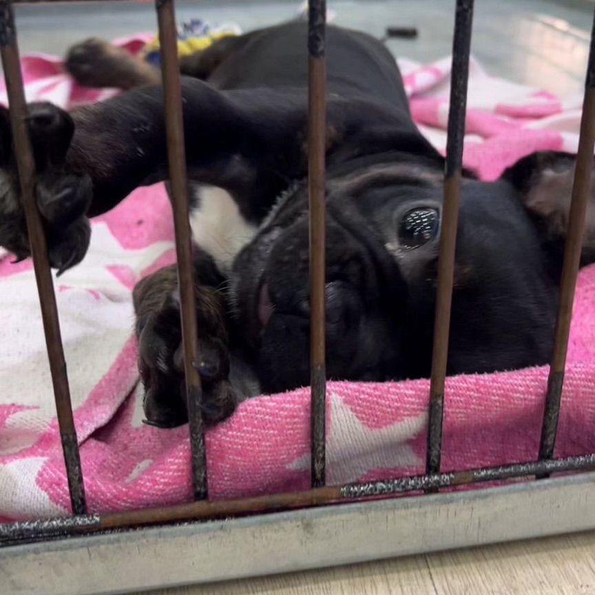 Щенок французский бульдог