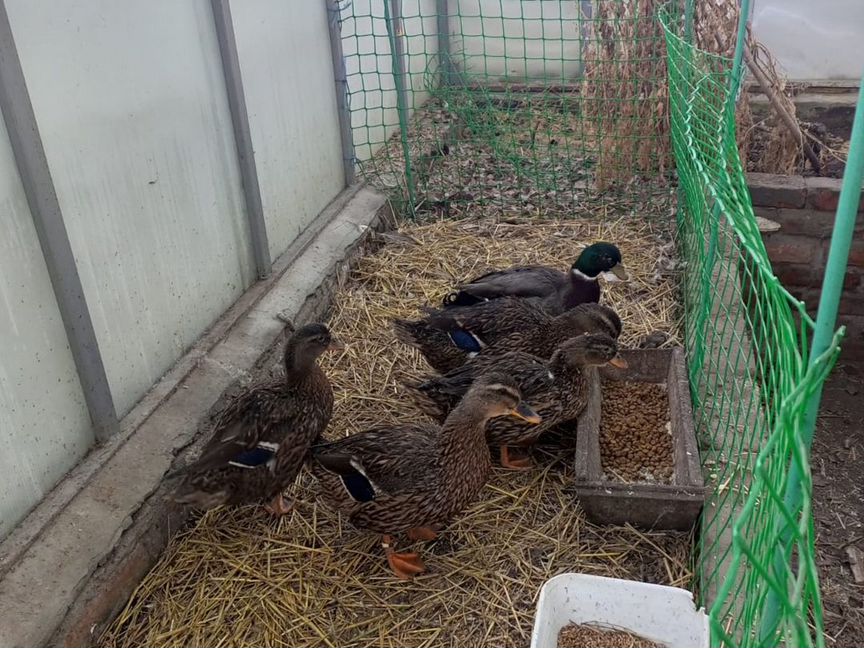 Утки подсадные для охоты