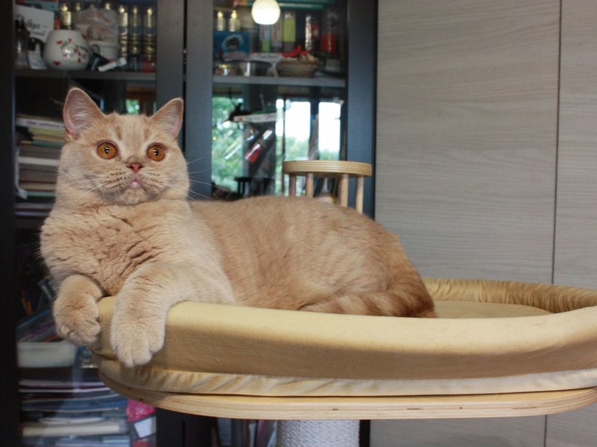 Веселый шотландский котик