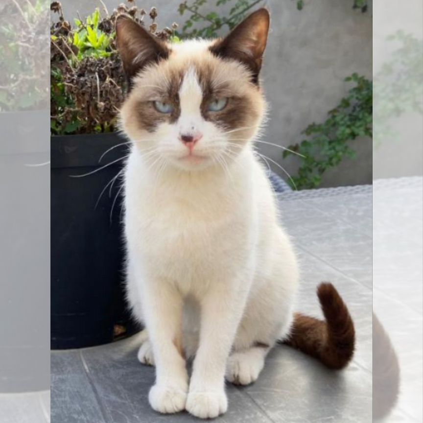 Тайская, взрослая кошка