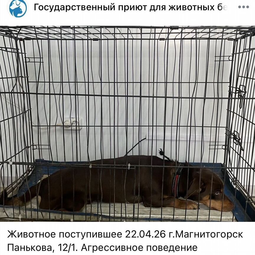 Такса, взрослый пёс