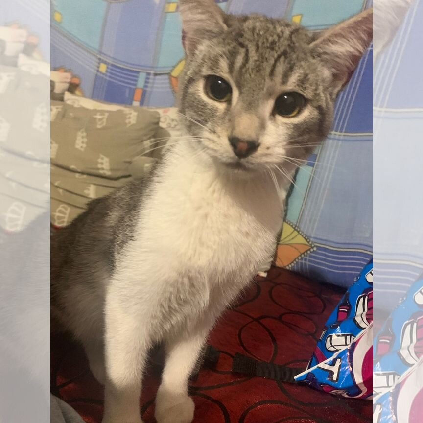 Котята в добрые руки мальчики