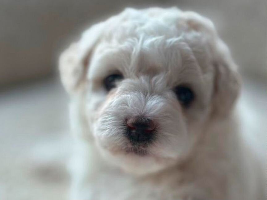 Бишон фризе щенок девочка